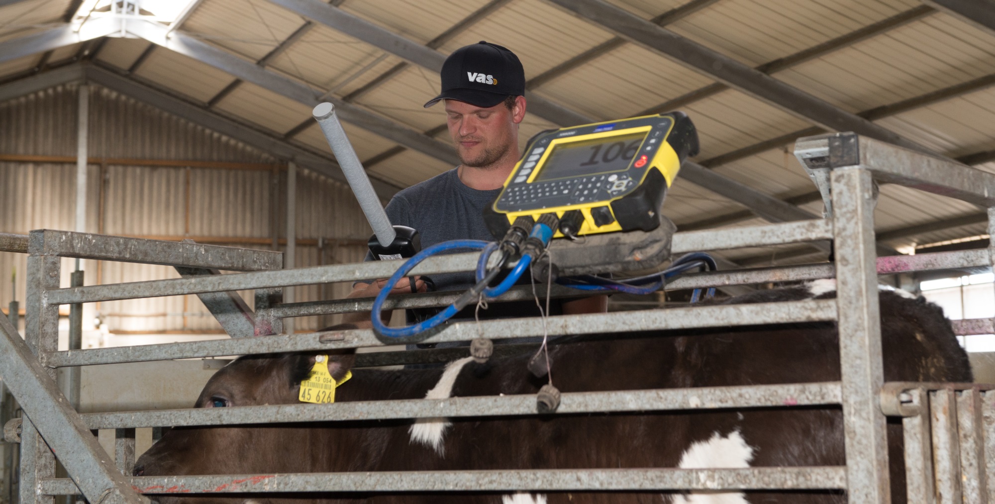 VAS DairyComp Tipp: Wachstums-Monitoring - VAS Deutschland